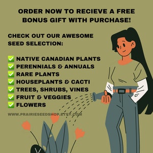 RARE Orange Pinocchio Micro Dwarf Cherry Tomato Seeds Canada ...