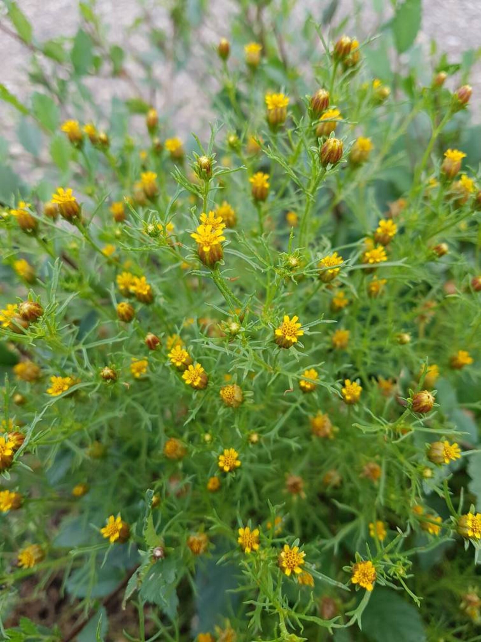 Wild Prairie Marigold Seeds Canada, Native Yellow Wild Flower, Dyssodia ...