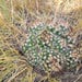RARE Spinystar Cactus Seeds Canada, Native Canadian Perennial Cactus ...