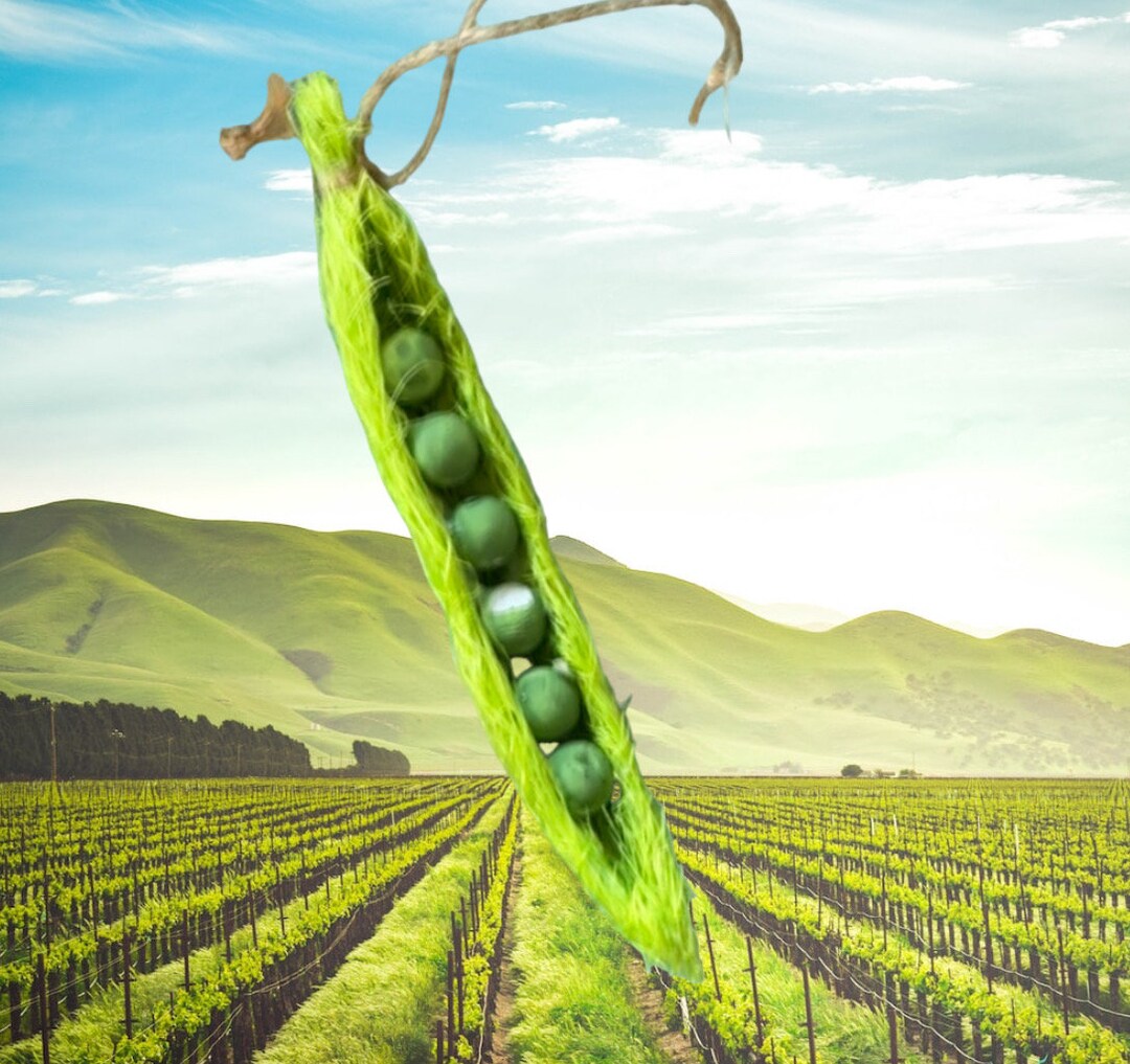 Green Bean Pees Ornament - Vegetable Garden Salad Food Kitchen Cooking ...