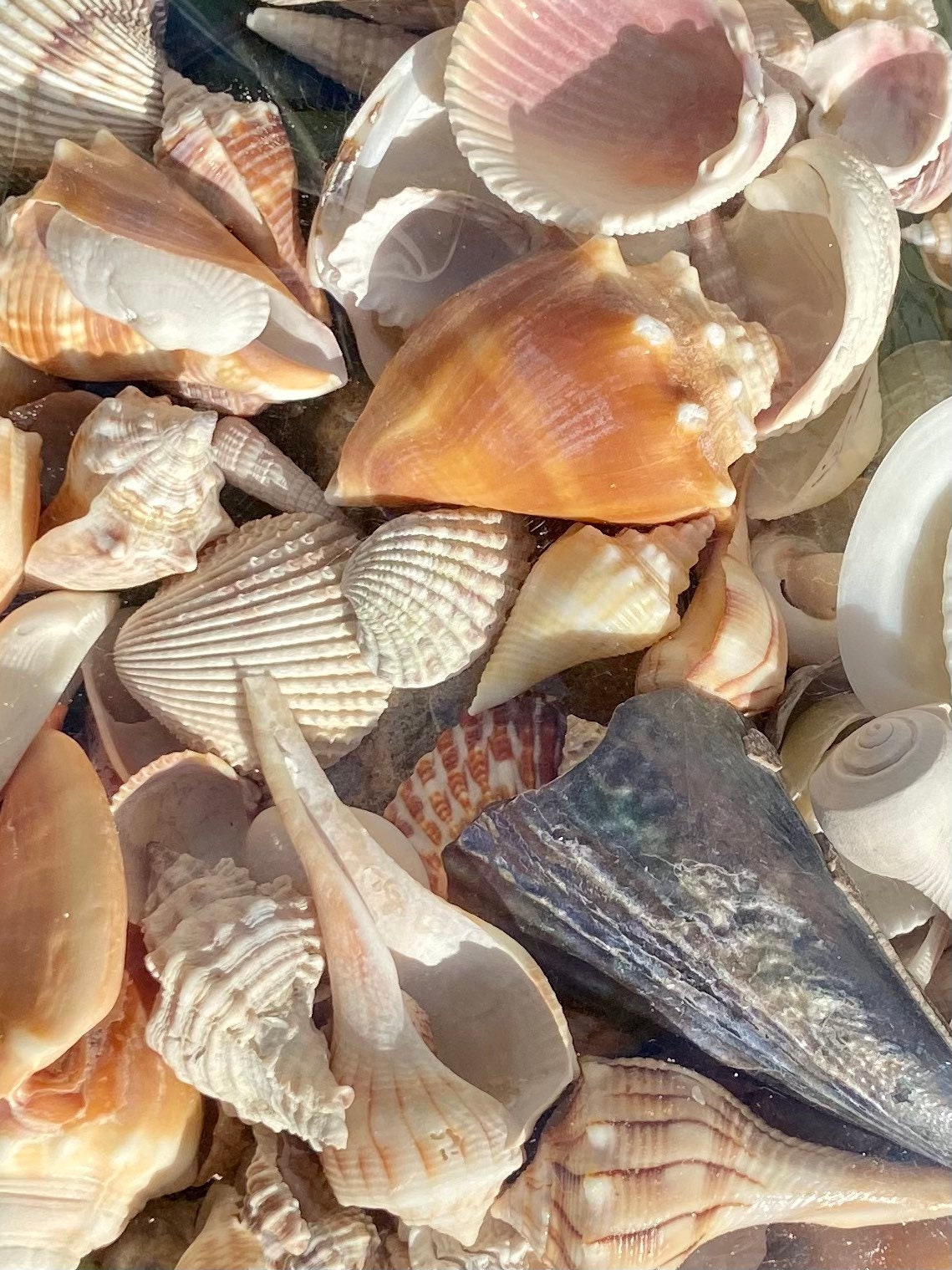 10" Assorted Seashell Bag -- Seashell Mix, Seashell Variety Bag, Bulk ...