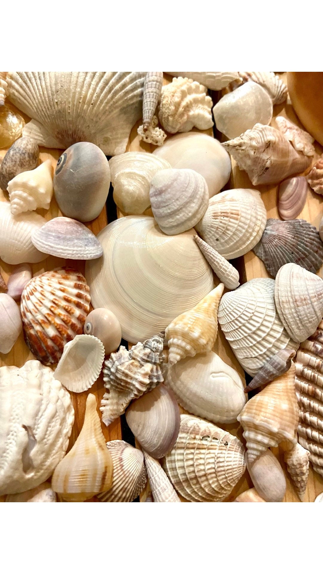 10 Assorted Seashell Bag Seashell Mix, Seashell Variety Bag, Bulk ...