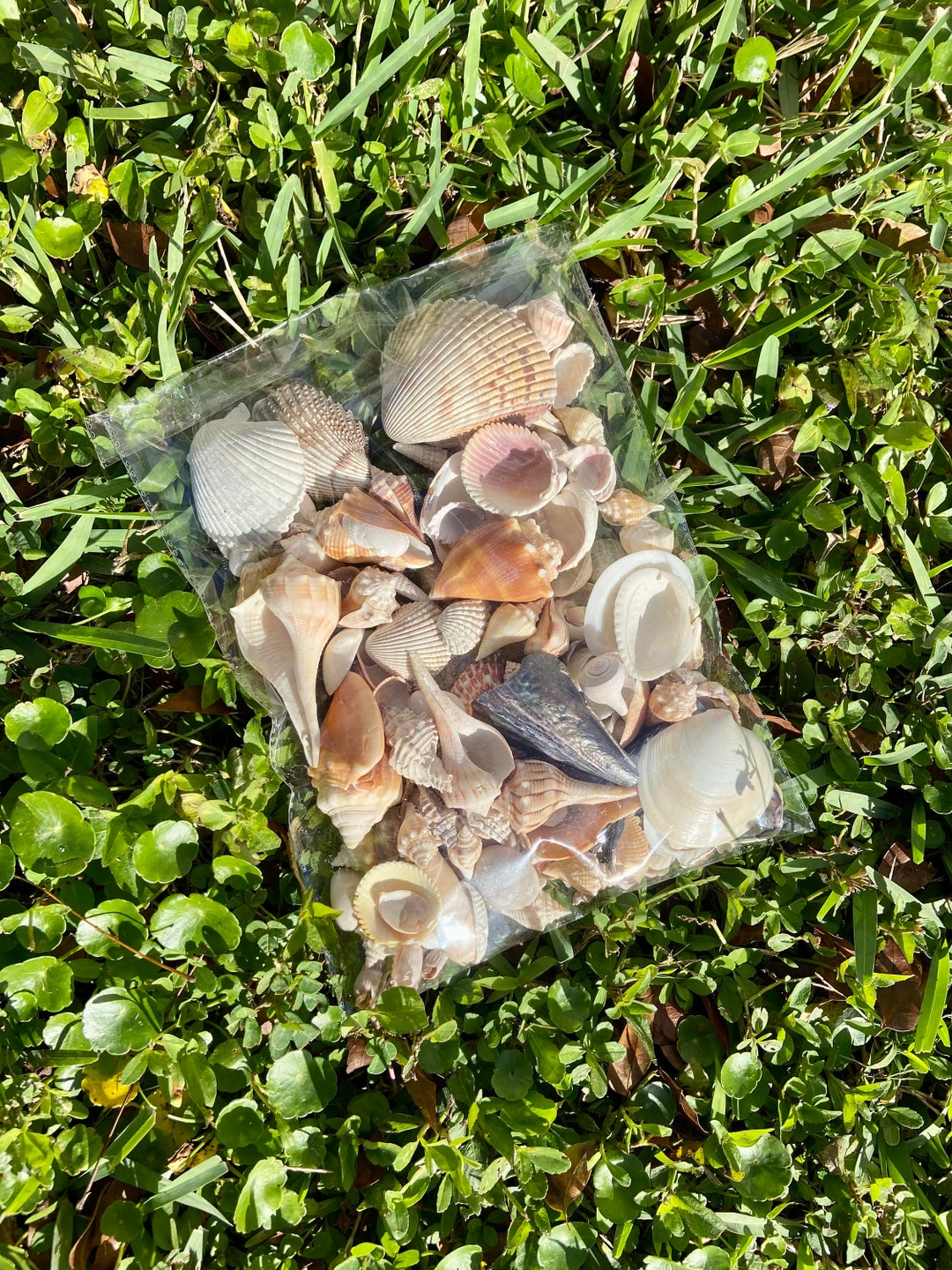 10" Assorted Seashell Bag -- Seashell Mix, Seashell Variety Bag, Bulk ...