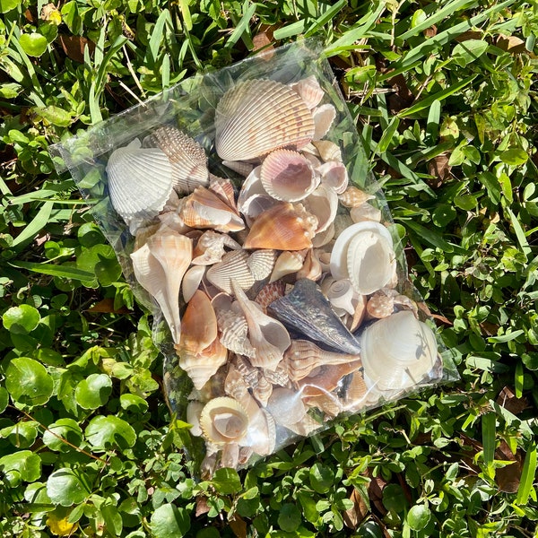 Bulk Seashells - Etsy
