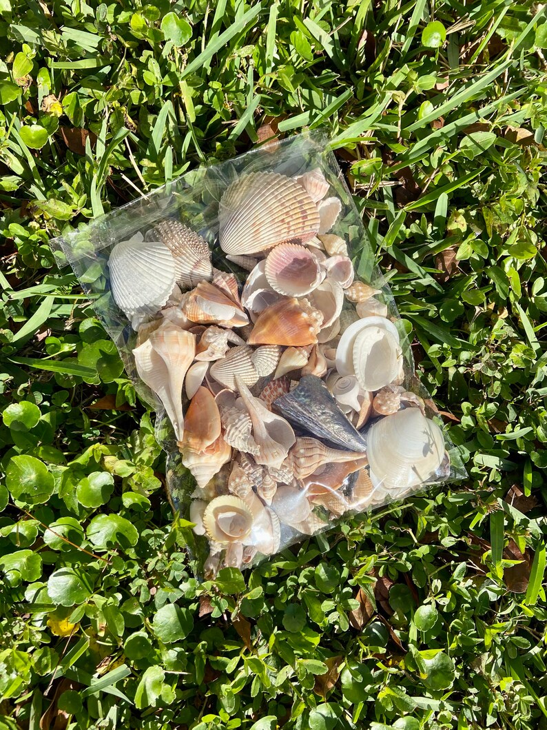 10" Assorted Seashell Bag -- Seashell Mix, Seashell Variety Bag, Bulk ...