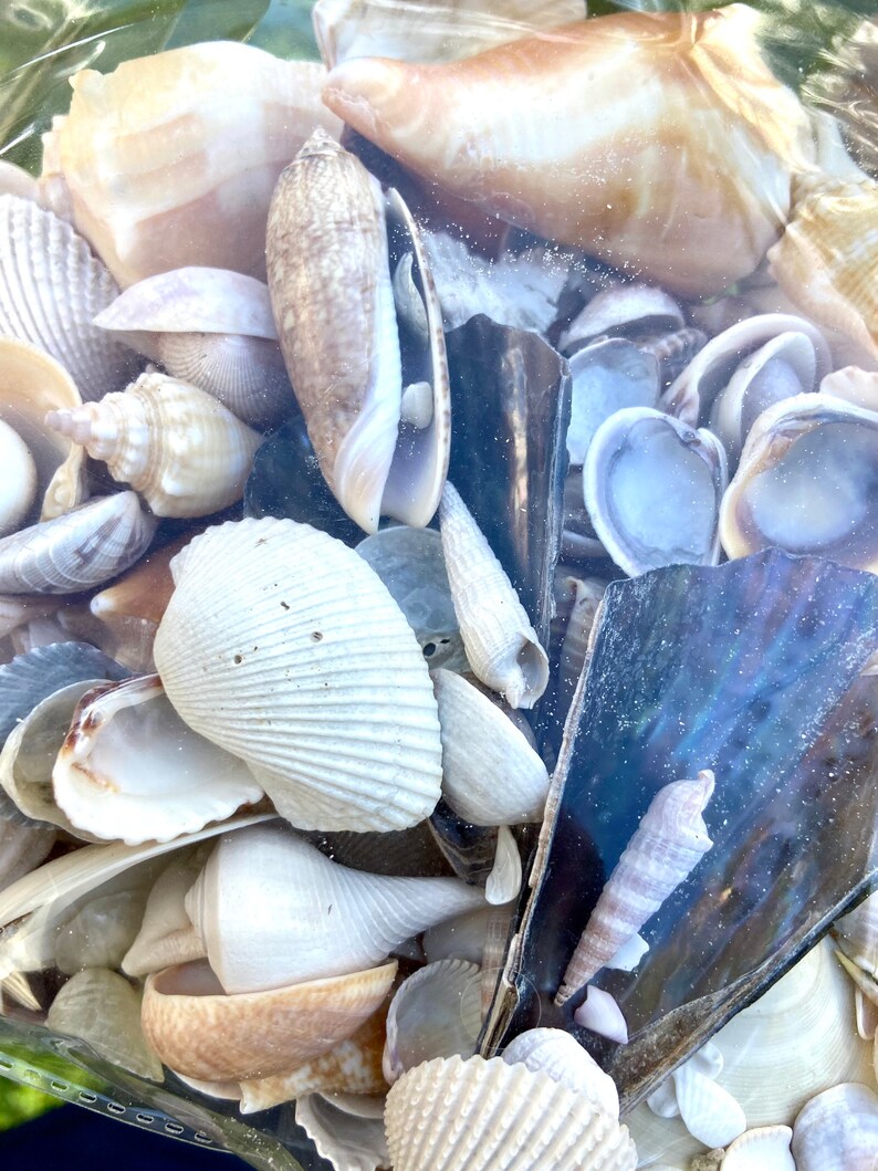 10 Assorted Seashell Bag Seashell Mix, Seashell Variety Bag, Bulk ...