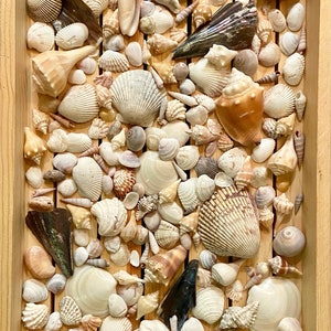 10" Assorted Seashell Bag -- Seashell Mix, Seashell Variety Bag, Bulk ...