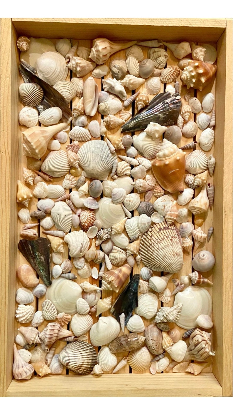 10 Assorted Seashell Bag Seashell Mix Seashell - Etsy