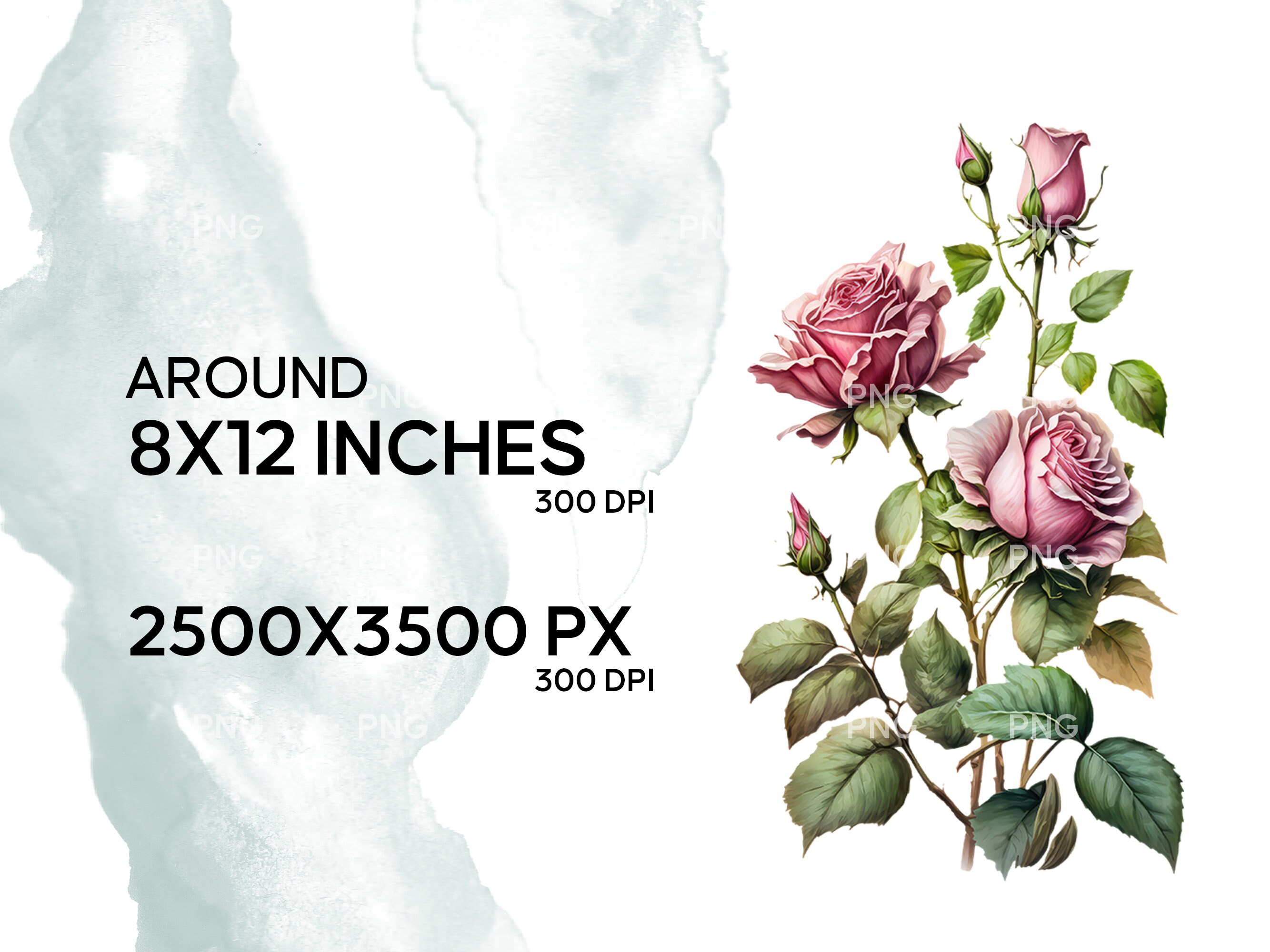 Watercolor Vintage Pink Rose Clipart Vintage Lady PNG - Etsy