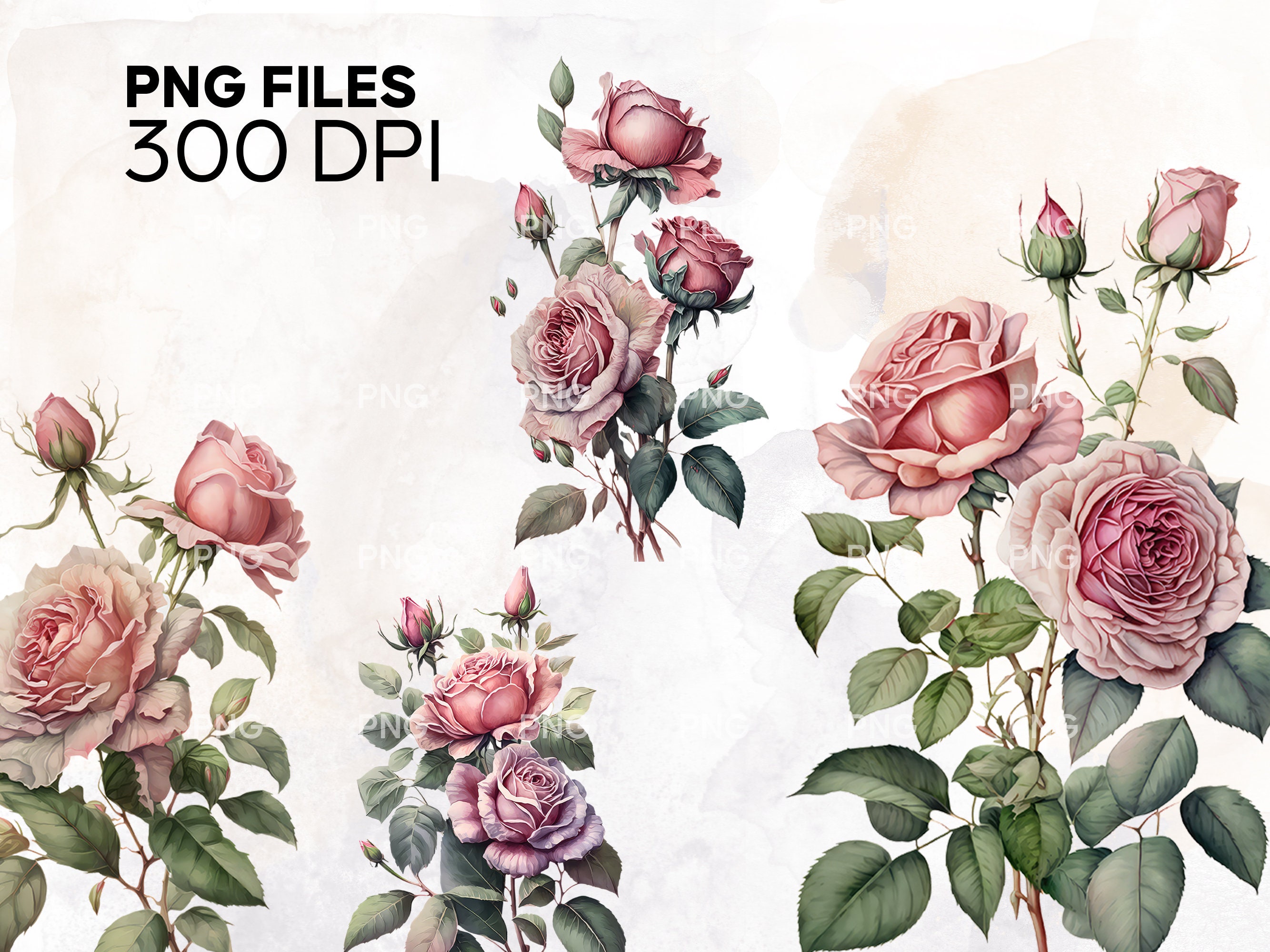 Watercolor Vintage Pink Rose Clipart Vintage Lady PNG - Etsy