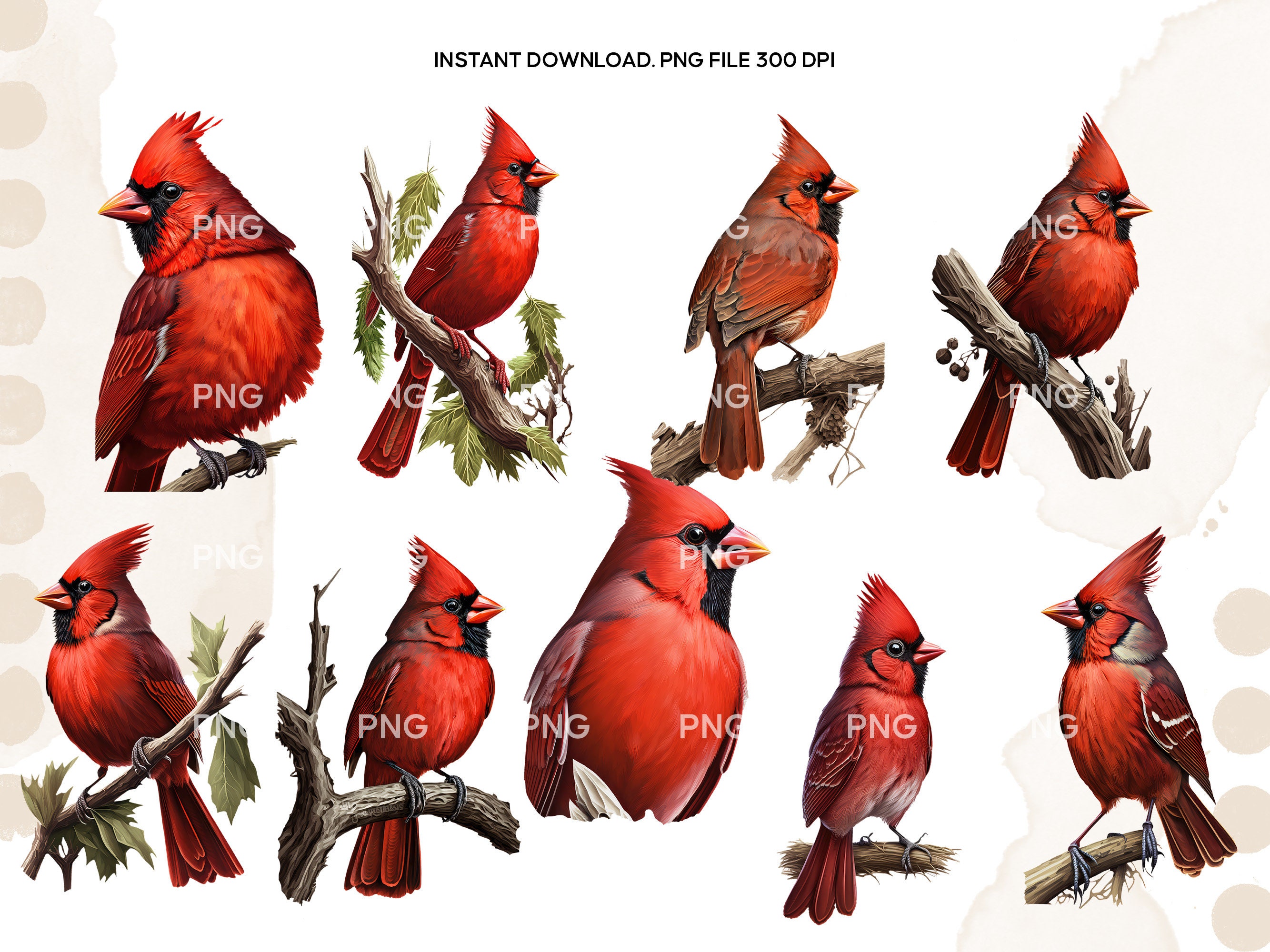 Watercolor Red Cardinal Clipart: Colorful PNG Image With Commercial ...