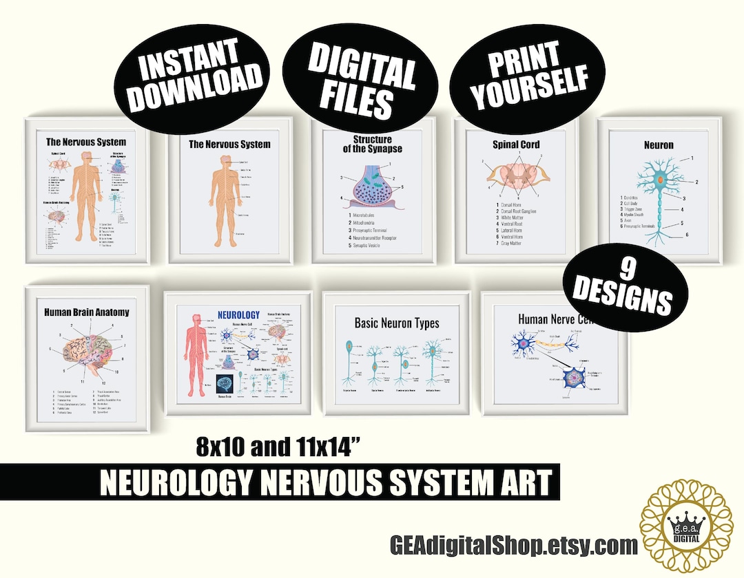 Neurology Medical Art BUNDLE, Nervous System Medical Posters ...