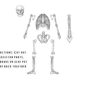 Anatomy Busy Book Bundle for Young Learner & Homeschool With Flashcards ...