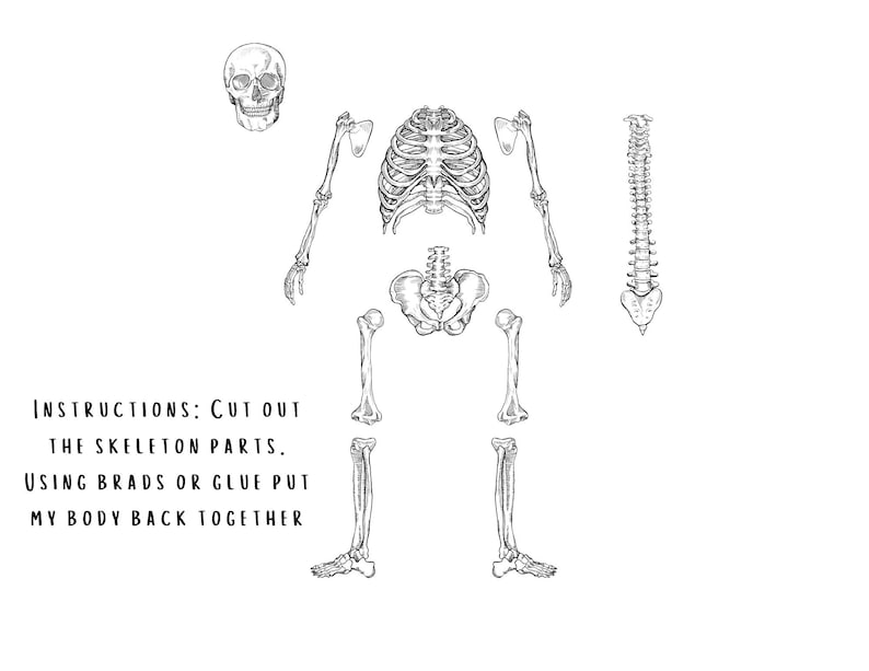 Anatomy Busy Book Bundle for Young Learner & Homeschool With Flashcards ...