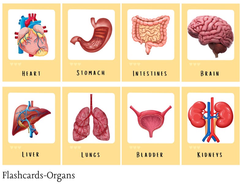 Anatomy Busy Book Bundle for Young Learner & Homeschool With Flashcards ...