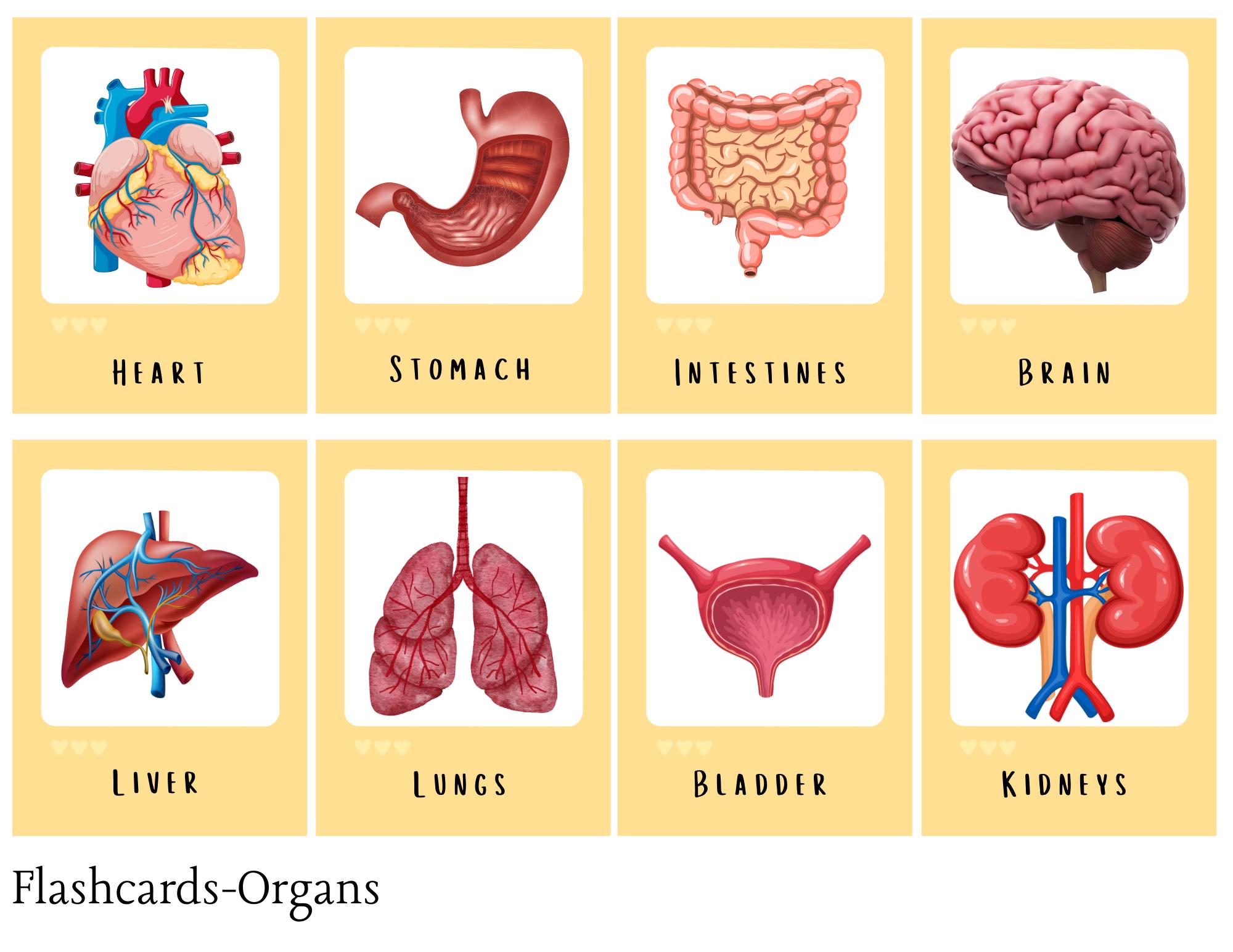 Anatomy Busy Book Bundle for Young Learner & Homeschool With Flashcards ...