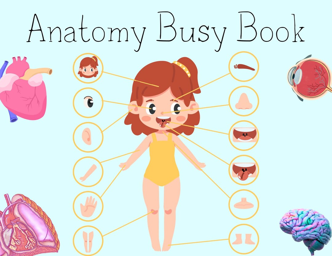 Anatomy Busy Book Bundle for Young Learner & Homeschool With Flashcards ...