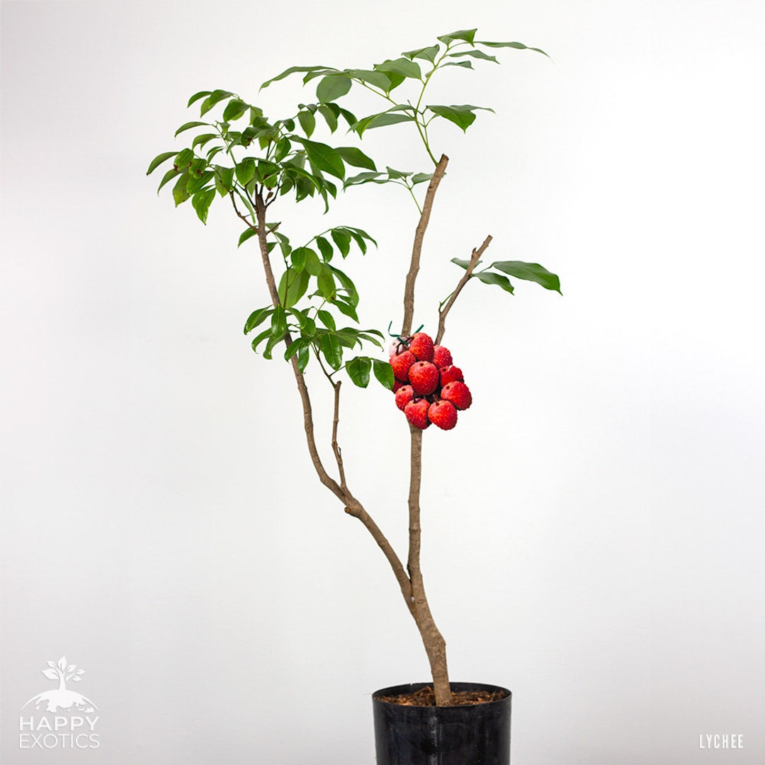 1 Super Happy Lychee Tree Kwai Mai Pink Litchi Chinensis - Etsy UK