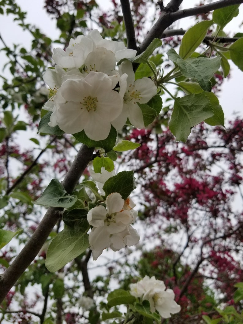 Fruit Tree Propagation Cutting (scion) Bundles - Etsy