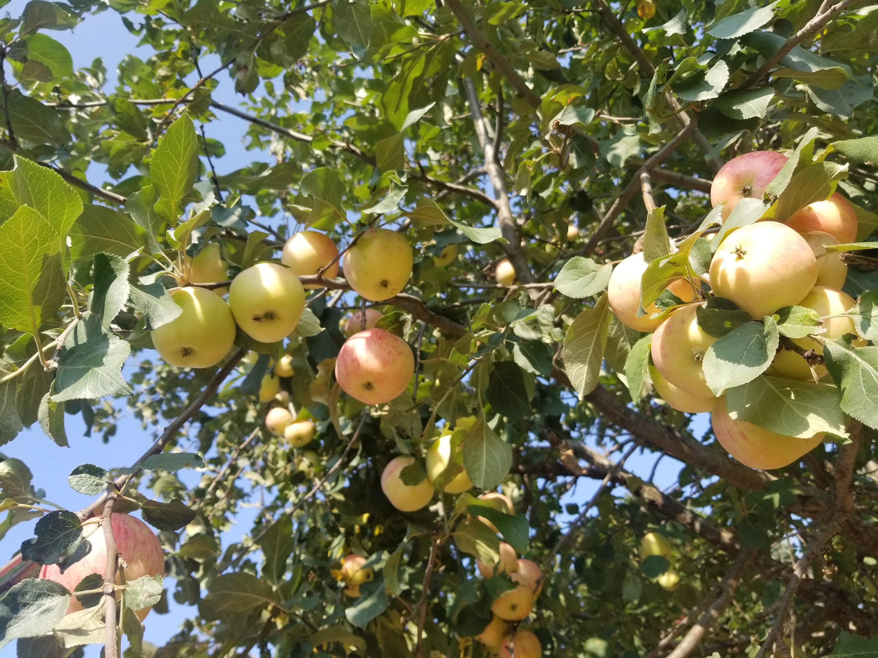 Fruit Tree Propagation Cutting (scion) Bundles - Etsy