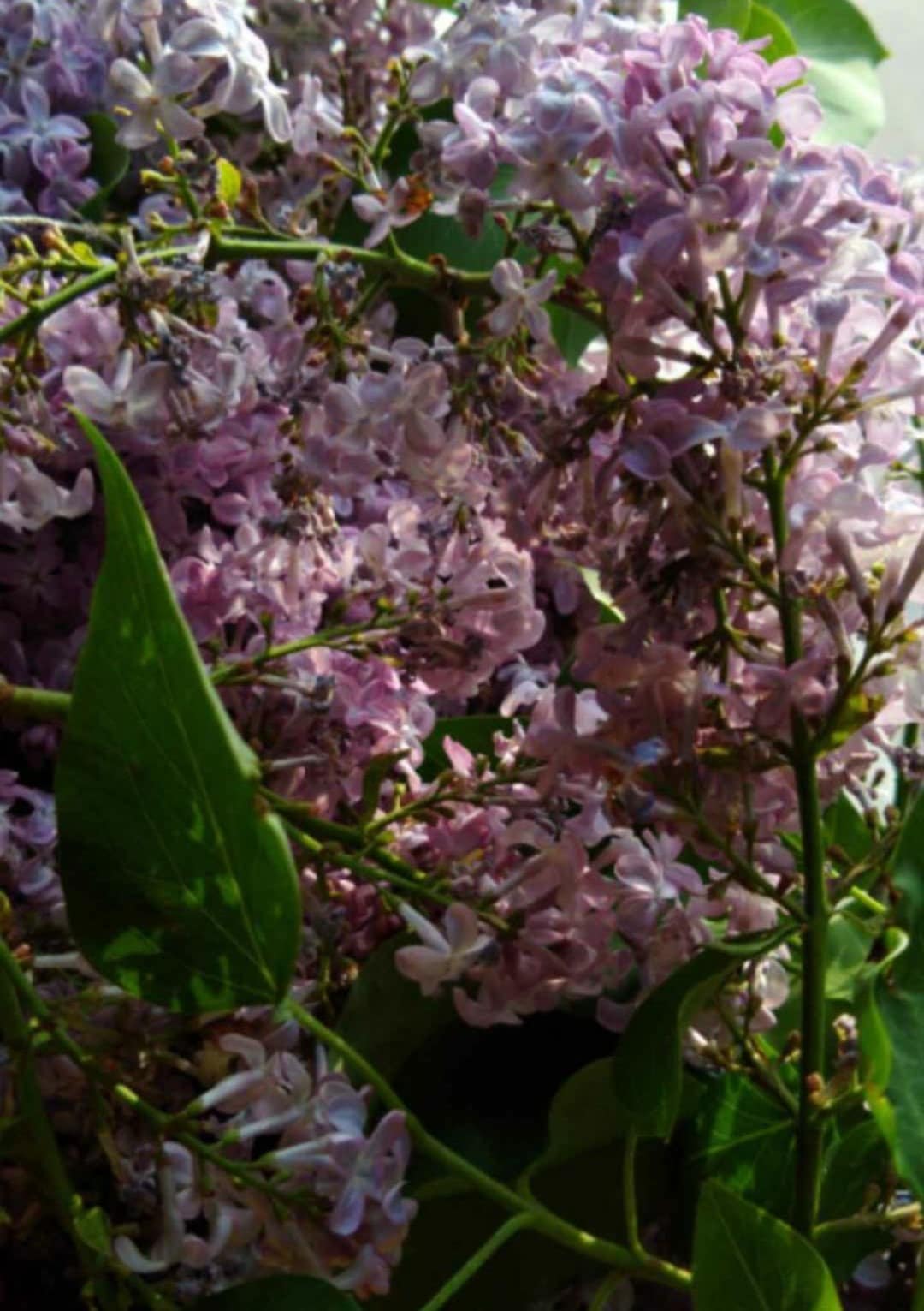Lilac Plant, Bare Root syringa Vulgaris - Etsy
