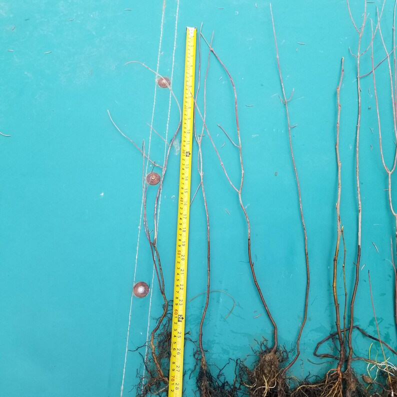 Kousa Dogwood (cornus Kousa) Tree, Live, Bare Root 2-3ft - Etsy
