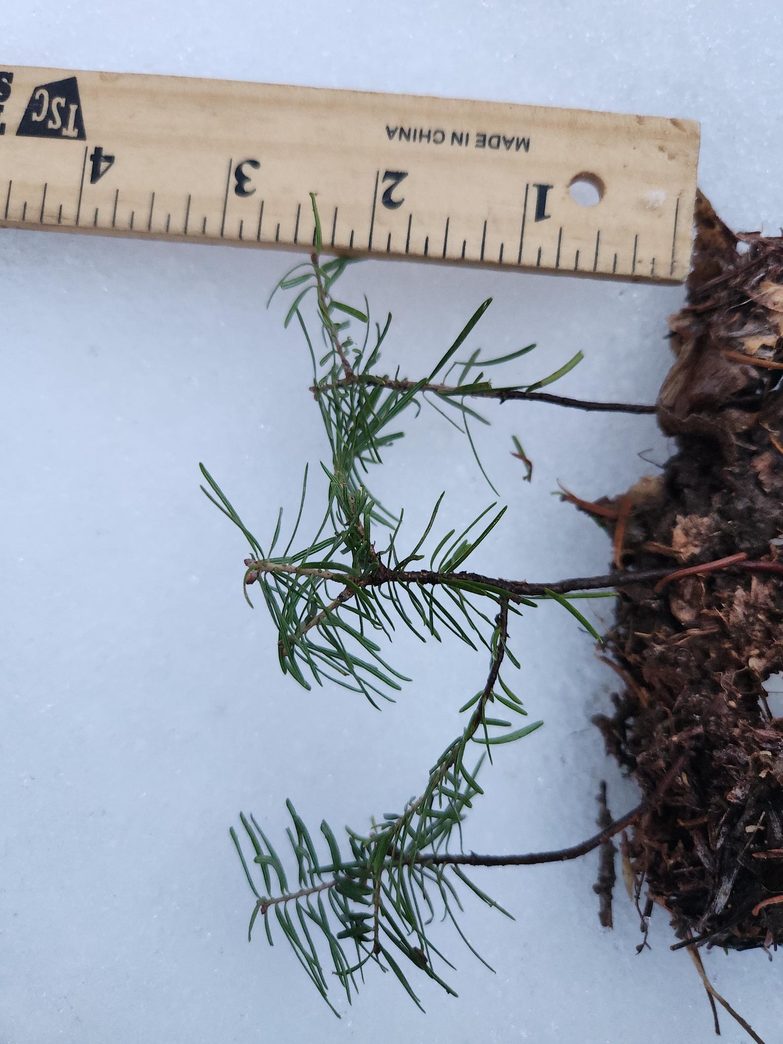 Spruce & Fir Saplings, Seedlings, Plugs, Live Trees, Bare Root - Etsy