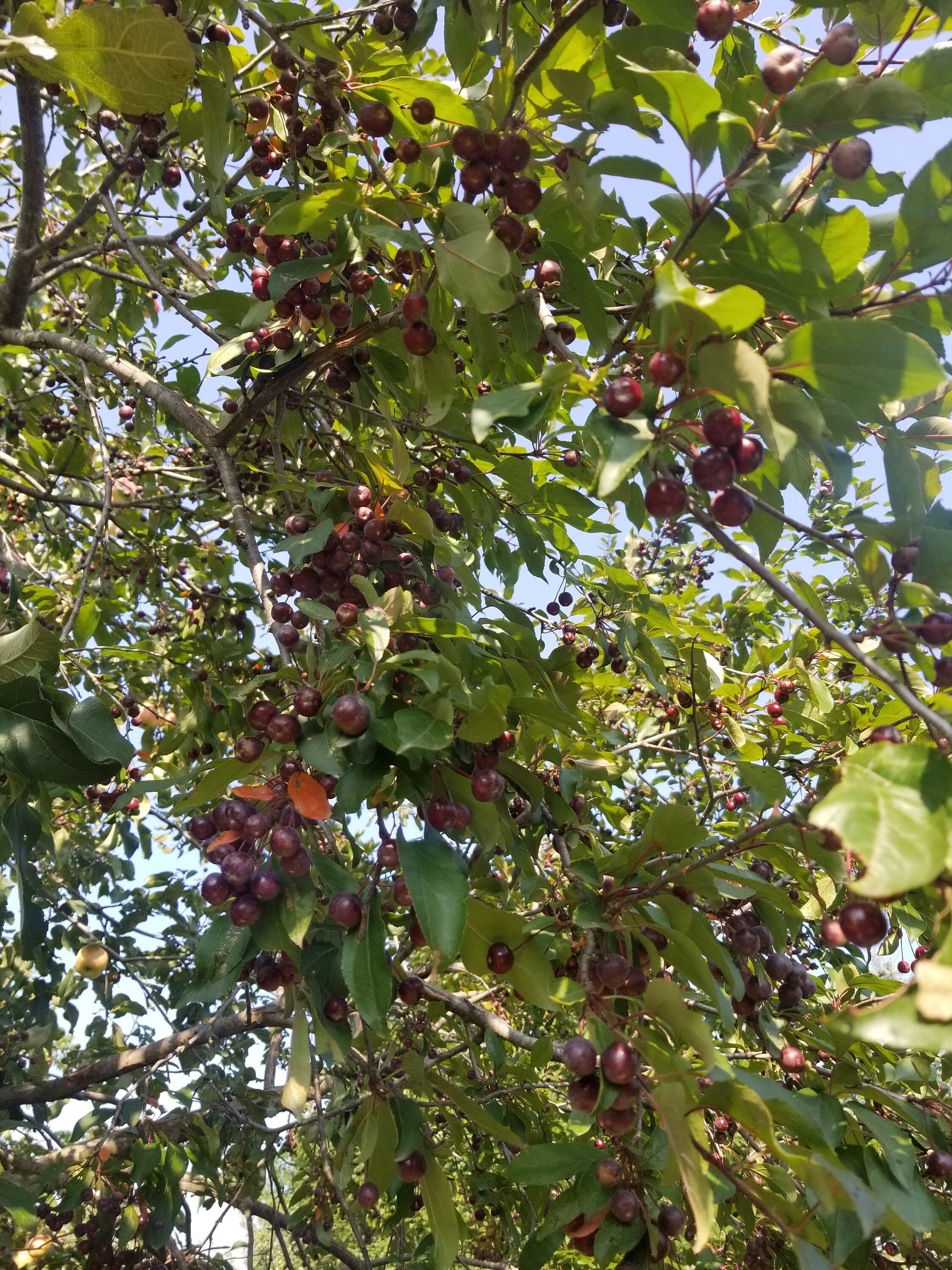 Fruit Tree Propagation Cutting (scion) Bundles - Etsy