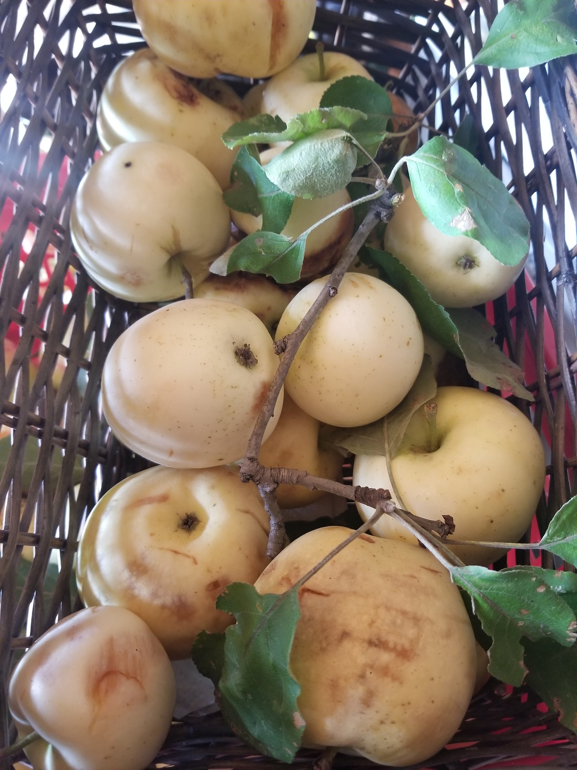 Fruit Tree Propagation Cutting (scion) Bundles - Etsy