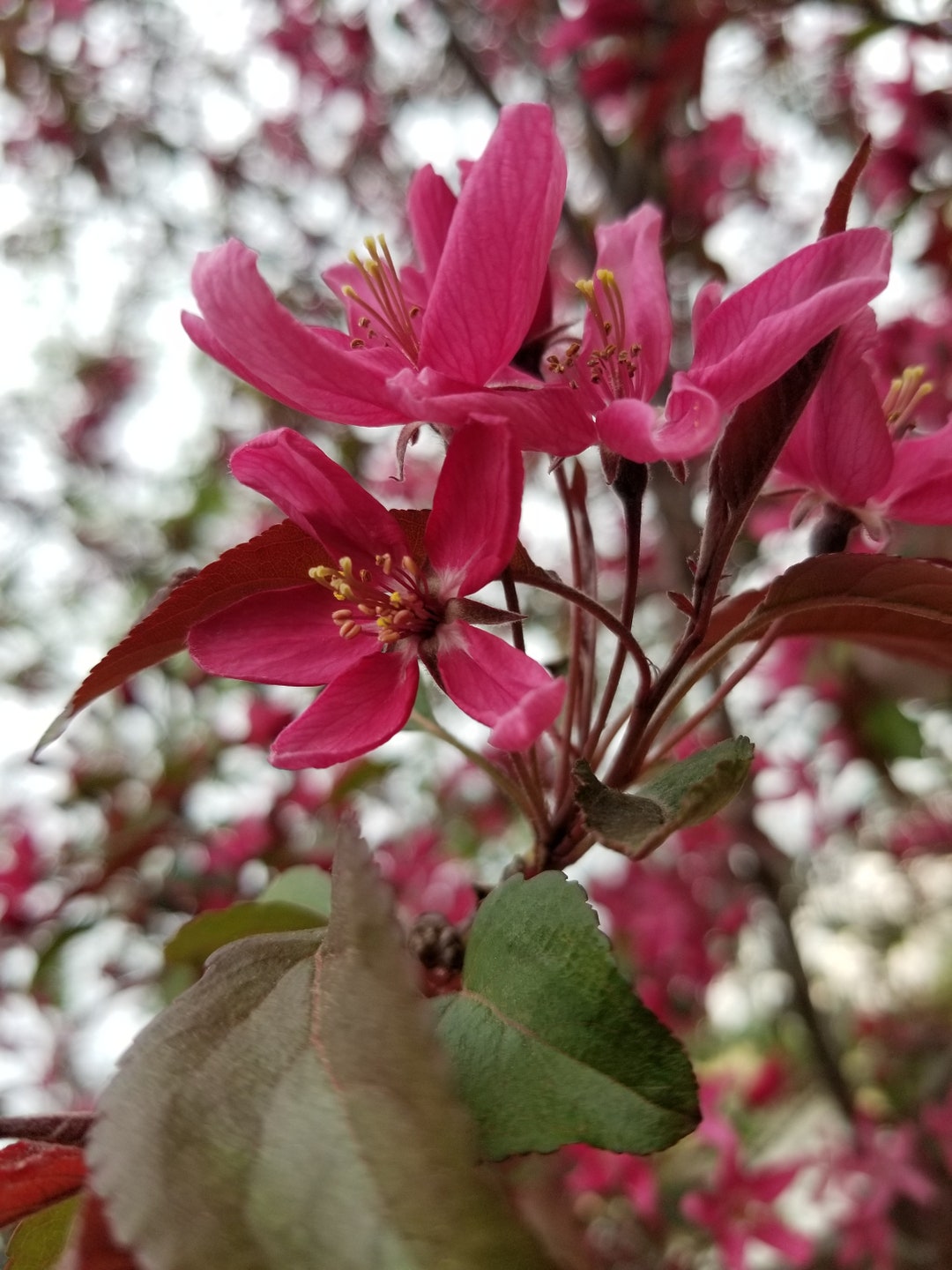 Crab Apple Scion/cutting Mixed Bundle - Etsy