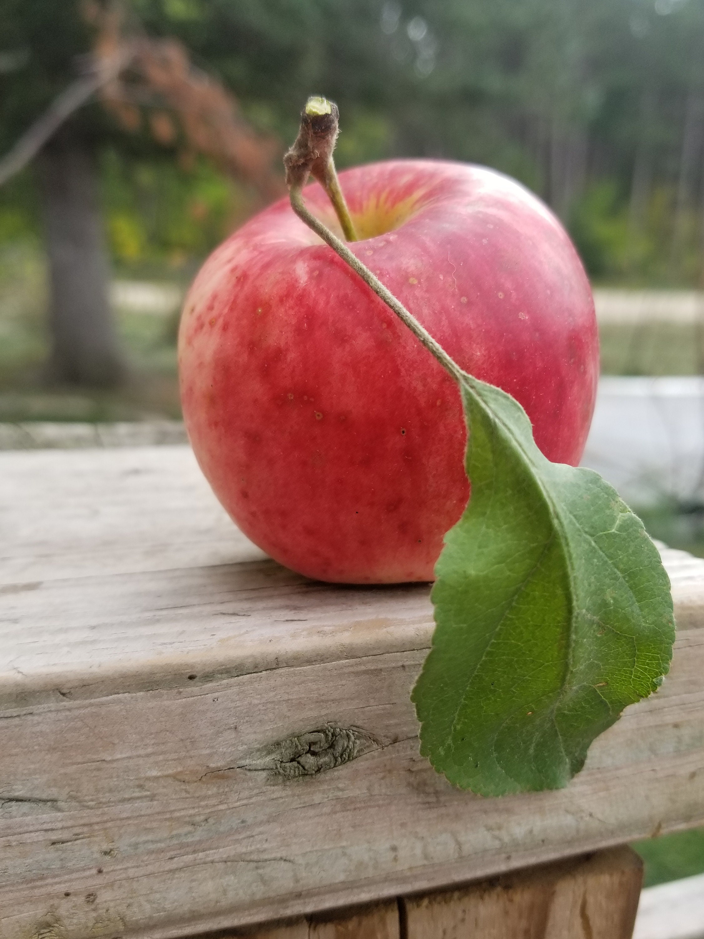 Fruit Tree Propagation Cutting (scion) Bundles - Etsy