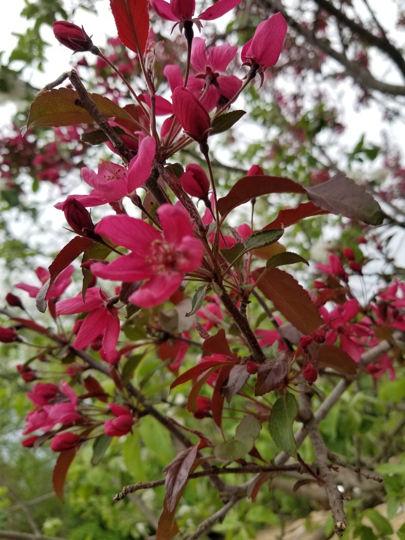 Fruit Tree Propagation Cutting (scion) Bundles - Etsy