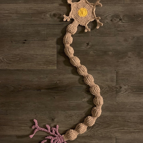 Anatomical Stomach Crochet Pattern PATTERN ONLY Instant - Etsy