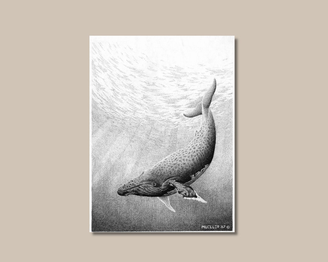 Humpback Whale Pen and Ink Drawing Wall Art, 9" X 12" Unframed ...