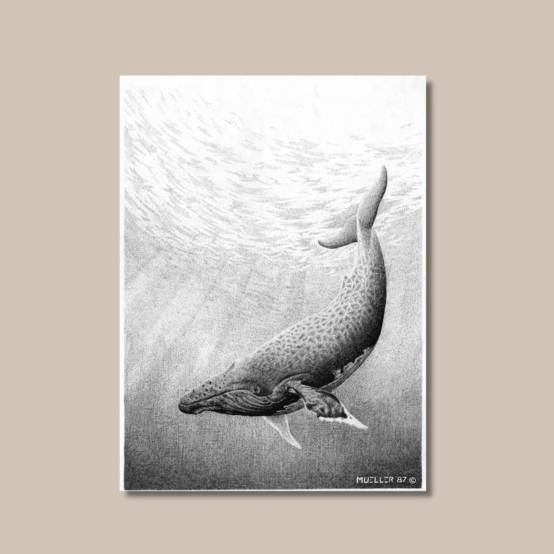 Whale Pen Drawing Print - Etsy