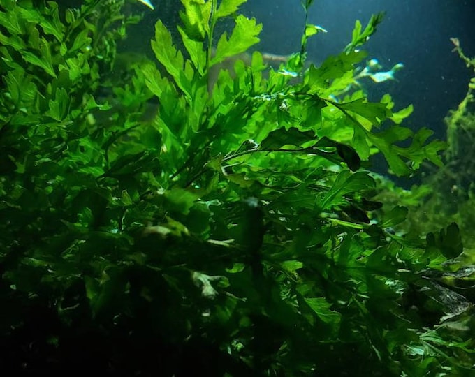 Live African Water Fern / Bolbitis Heudelotii, Aquarium Plants - Etsy