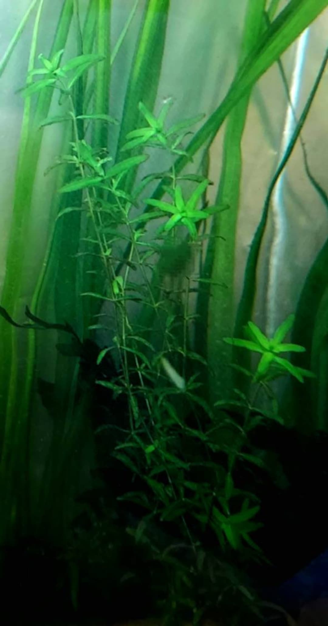 Organically Grown Pearl Grass (hemianthus Glomeratus). - Etsy