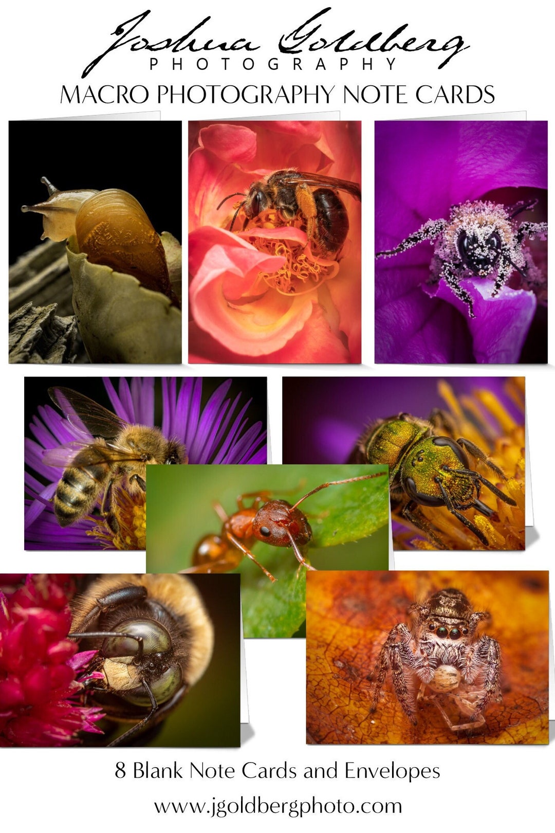 Insect Greeting Cards 5 X 7 Blank Inside - Etsy