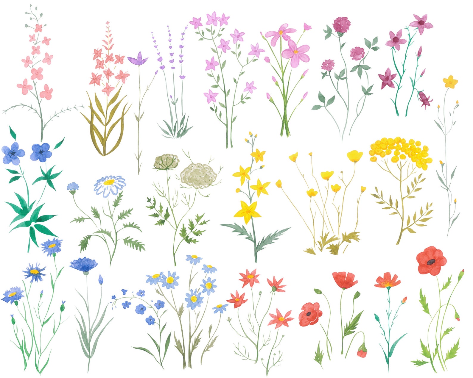 Wild Flowers Watercolor Clipart, Watercolor Floral Clipart, Wild Flower ...