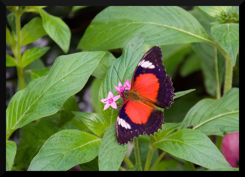 Butterfly Photo Print | Calming Nature Wall Art | Fine Art Landscape ...