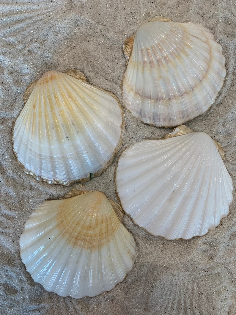 Decoupage Scallop Shell, Seashell Ring Trinket Dish, White and Green ...