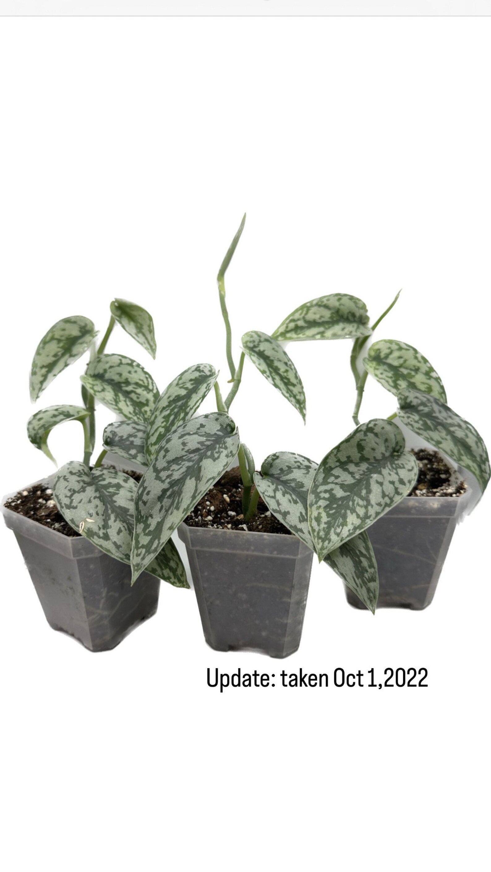 Scindapsus Pictus Silver Lady Pot Aroid Houseplant - Etsy