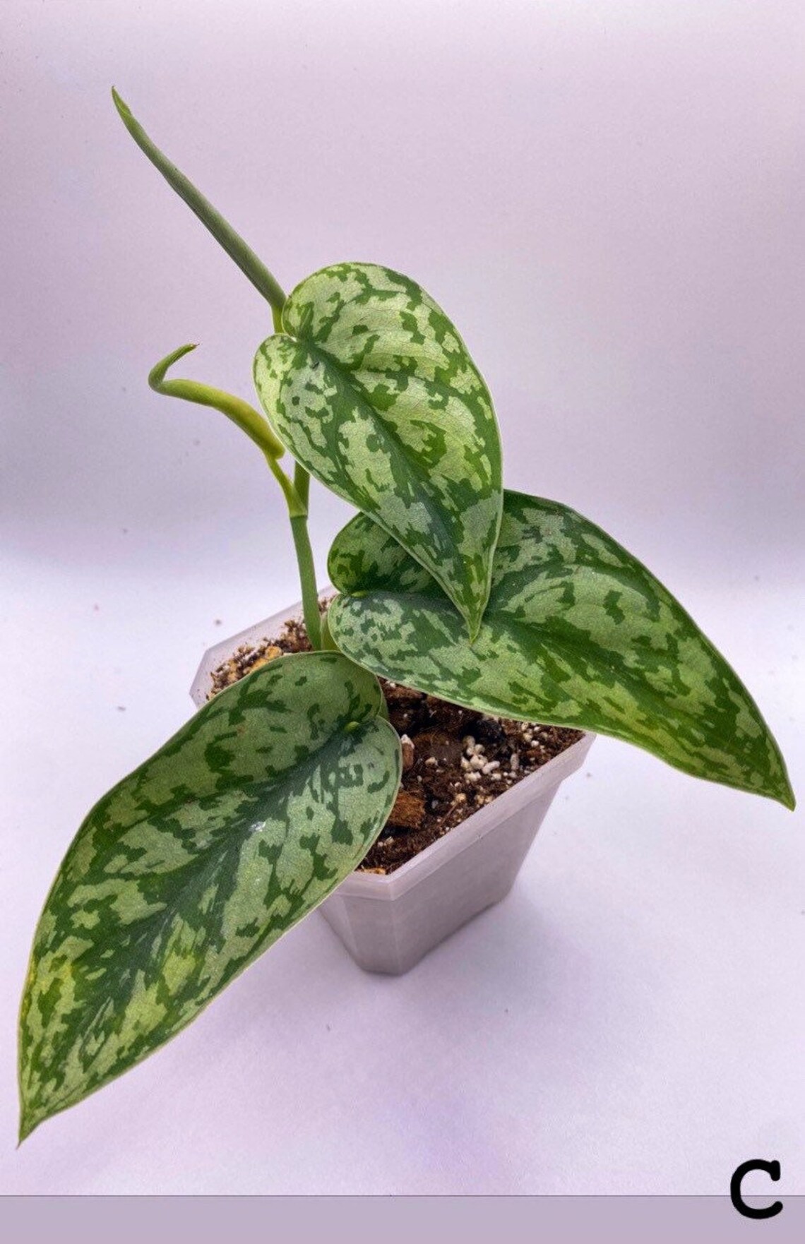 Scindapsus Pictus Silver Lady Pot Aroid Houseplant - Etsy