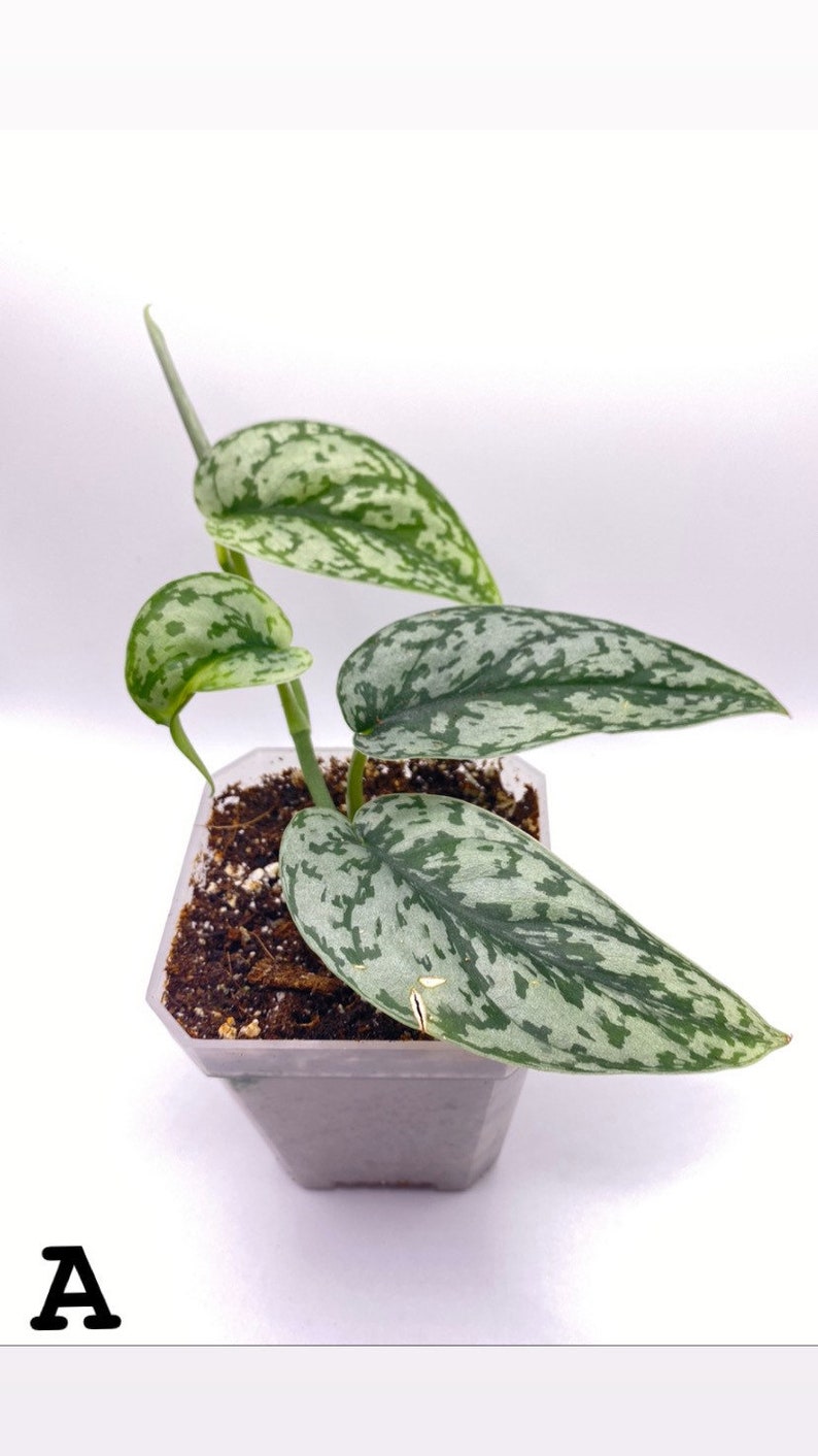 Scindapsus Pictus Silver Lady Pot Aroid Houseplant - Etsy
