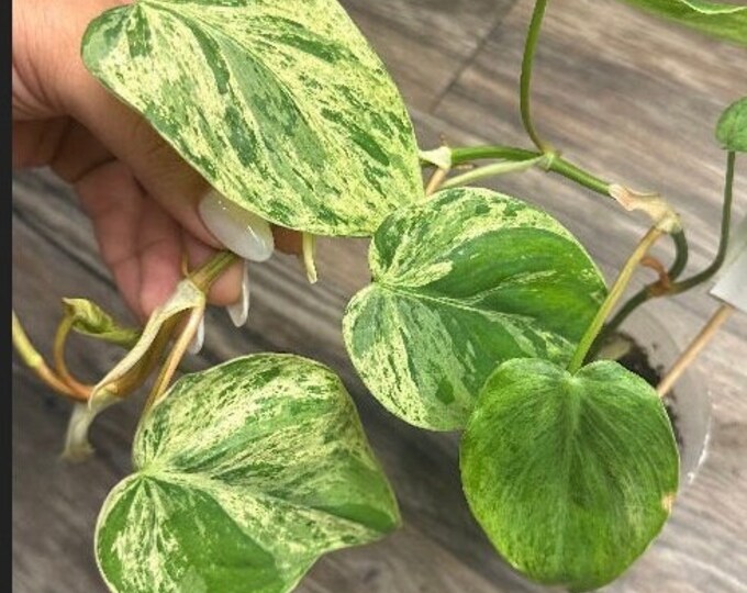 Variegated Heartleaf Philodendron Hederaceum | FULLY ROOTED | Rare ...