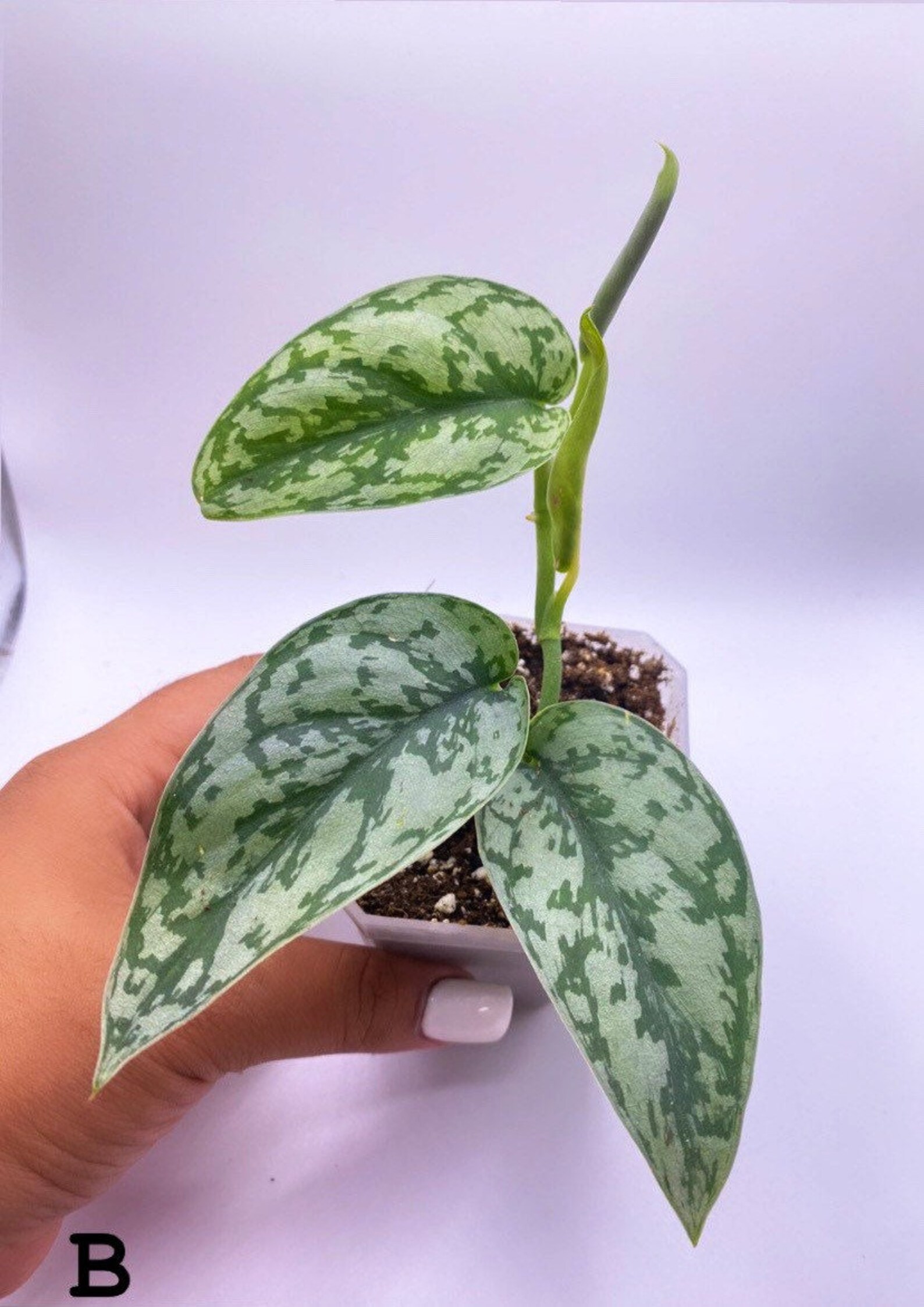 Scindapsus Pictus Silver Lady Pot Aroid Houseplant - Etsy