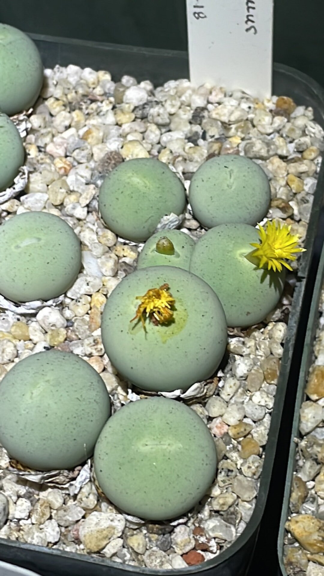 Conophytum Calculus 2 Mature Plants - Etsy
