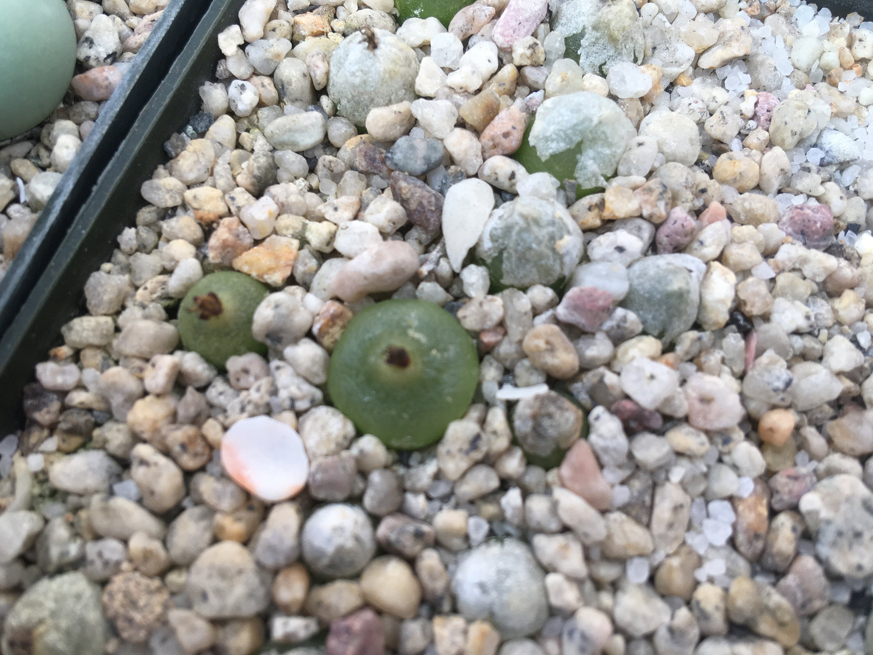 Conophytum Hammeri SH2108 — Three Plants - Etsy