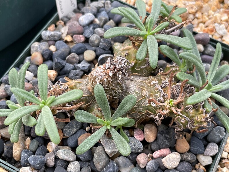 Tylecodon Grandiflorus Specimen Plant - Etsy