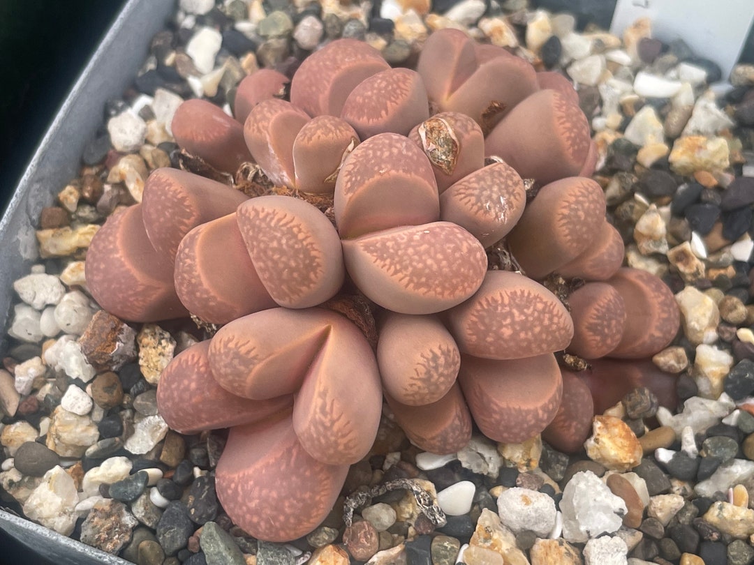 Lithops Comptonii C125 Specimen Plant - Etsy